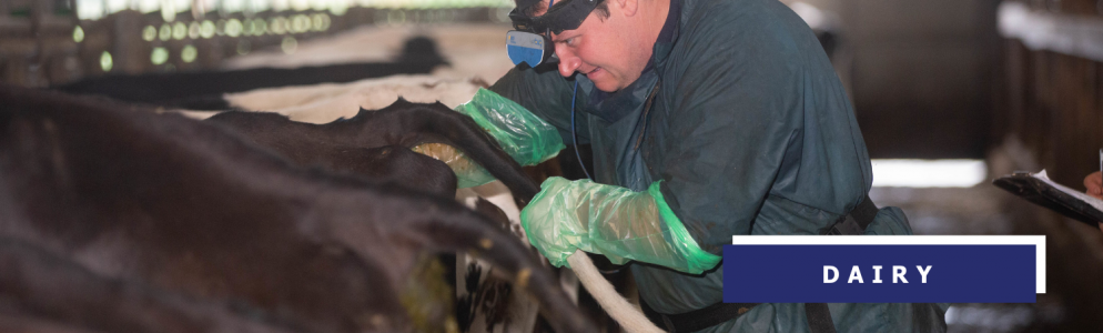 Dairy Services | Farm Vet Solutions